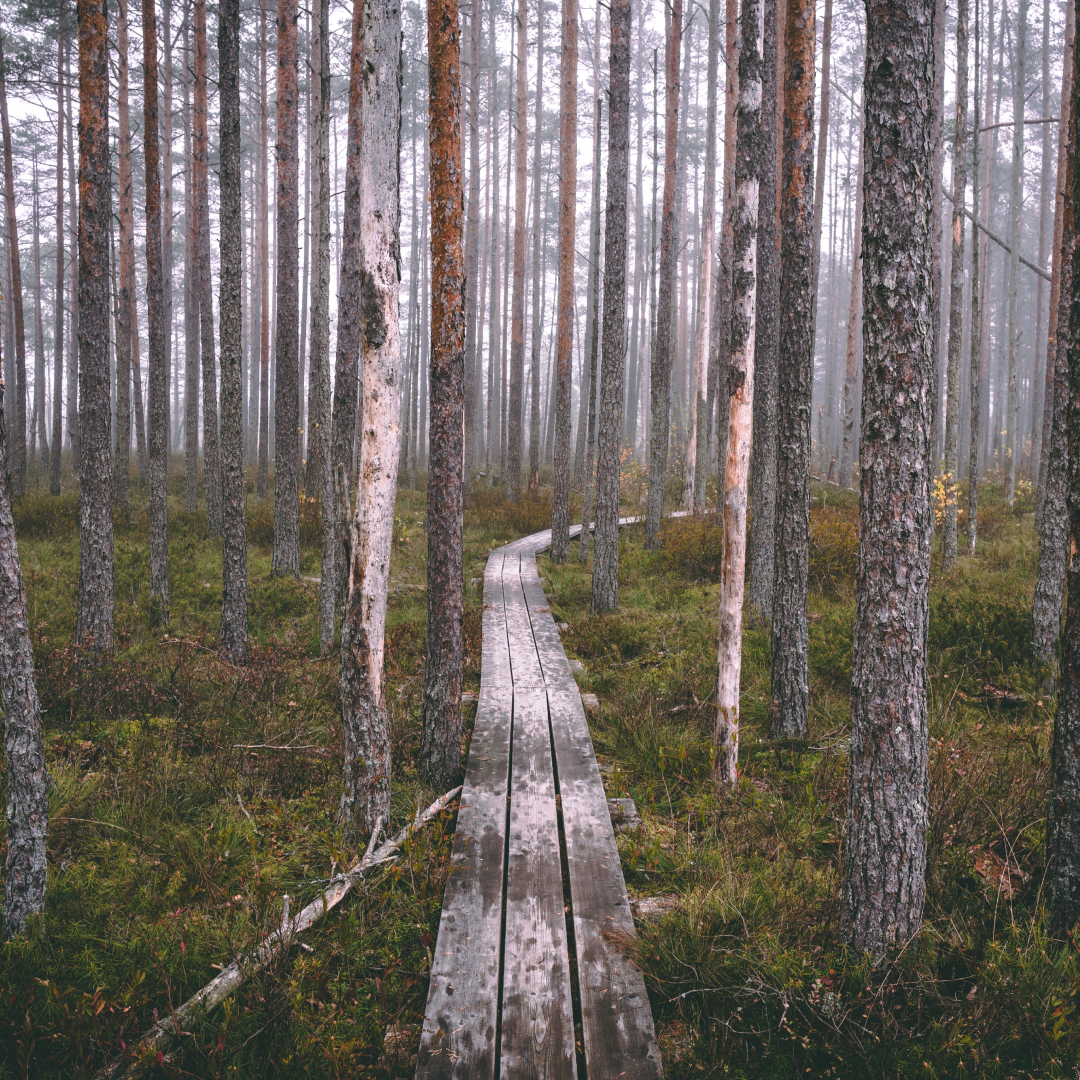 Where to walk in Latvia: nature and forest trails – Neighborhood
